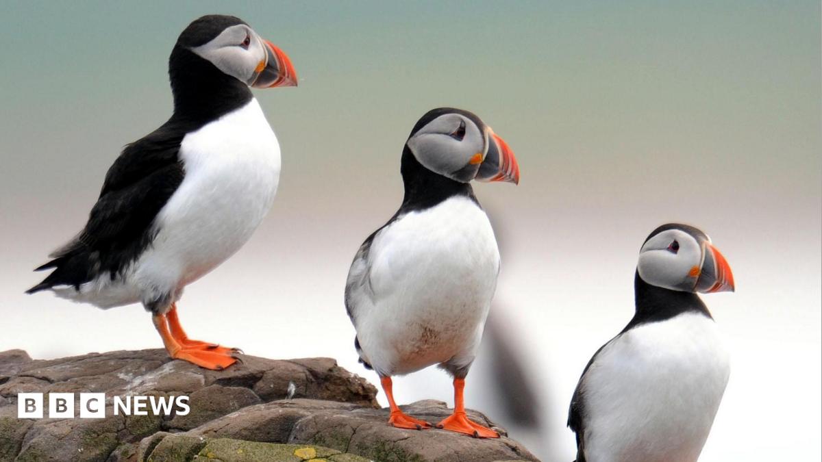 Spectacular Yorkshire Puffin Festival to return to Flamborough - BBC News