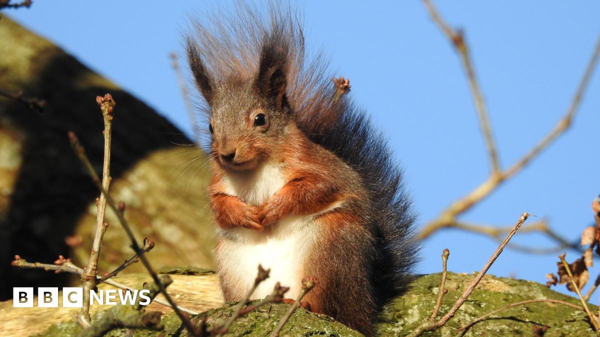 Isle of Wight: Red squirrel sanctuary announced - BBC News