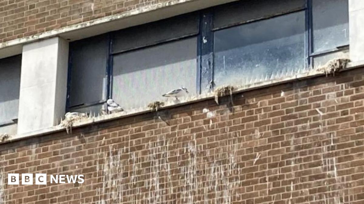 Scarborough: Visitors warned over feeding seagulls after attacks - BBC News