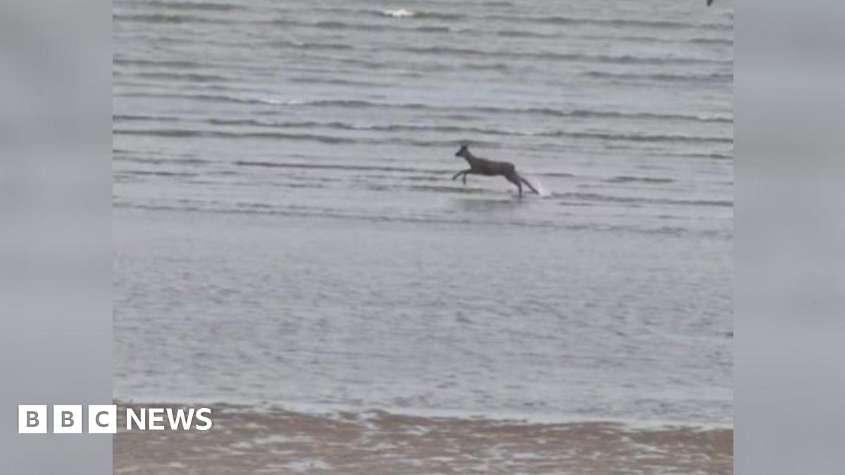 'Exhausted' deer dies after Cleethorpes beach chase, charity says - BBC ...