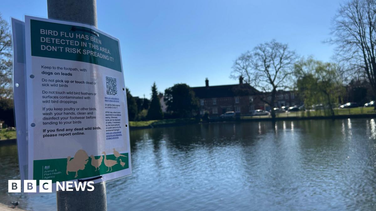 Devizes: Warning to dog walkers as bird flu found in dead gull - BBC News