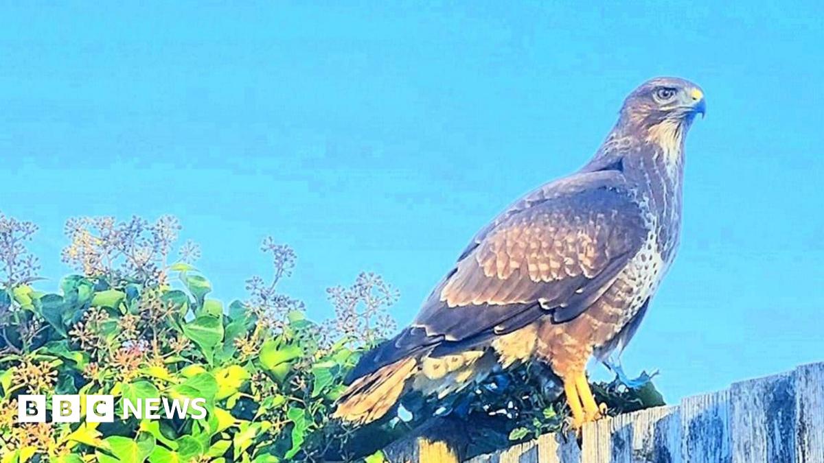 Pupils told to stay indoors after buzzard nests in playground - BBC News