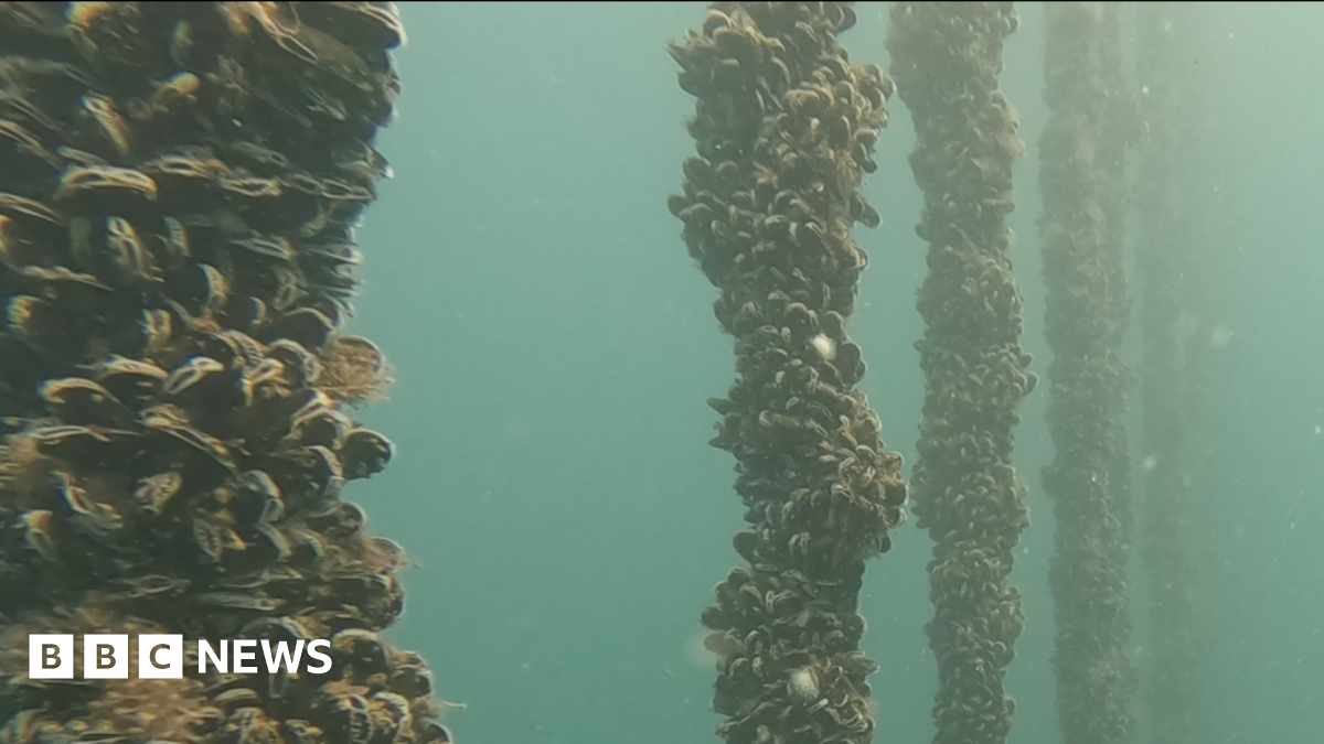 Devon mussel farm could be reviving shellfish reef - study - BBC News