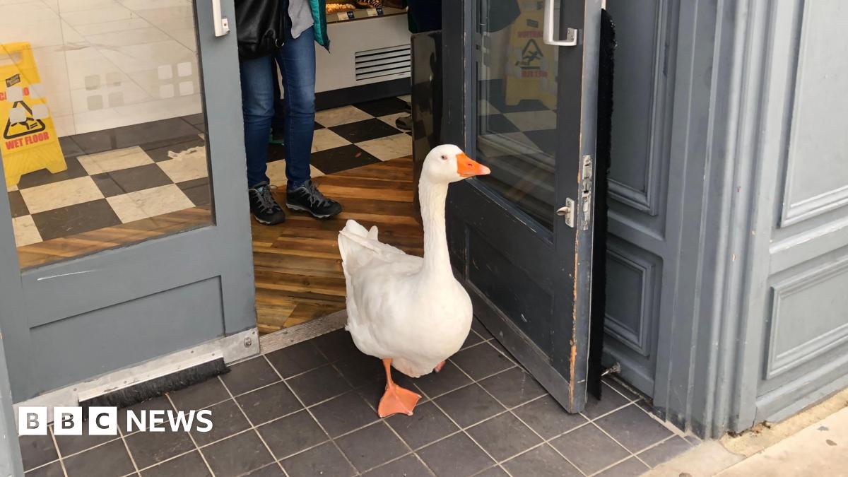 Geese in March in Cambridgeshire to get their own calendar - BBC News
