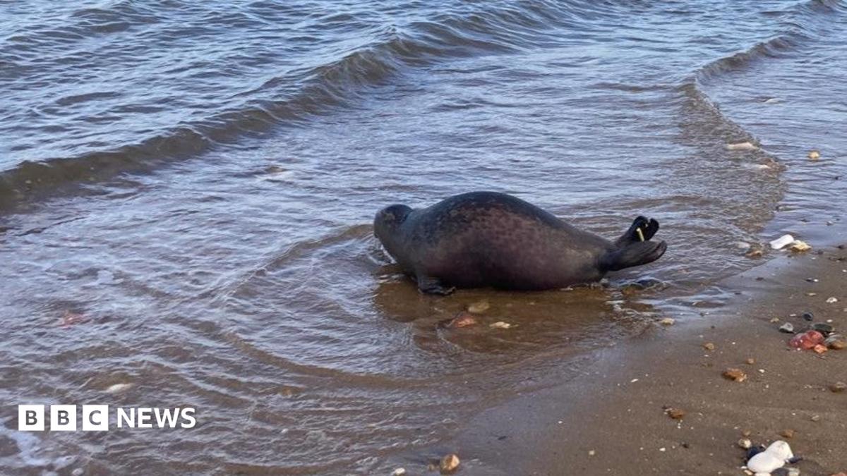 Rescued seal pups released back into the wild on Hunstanton beach - BBC ...