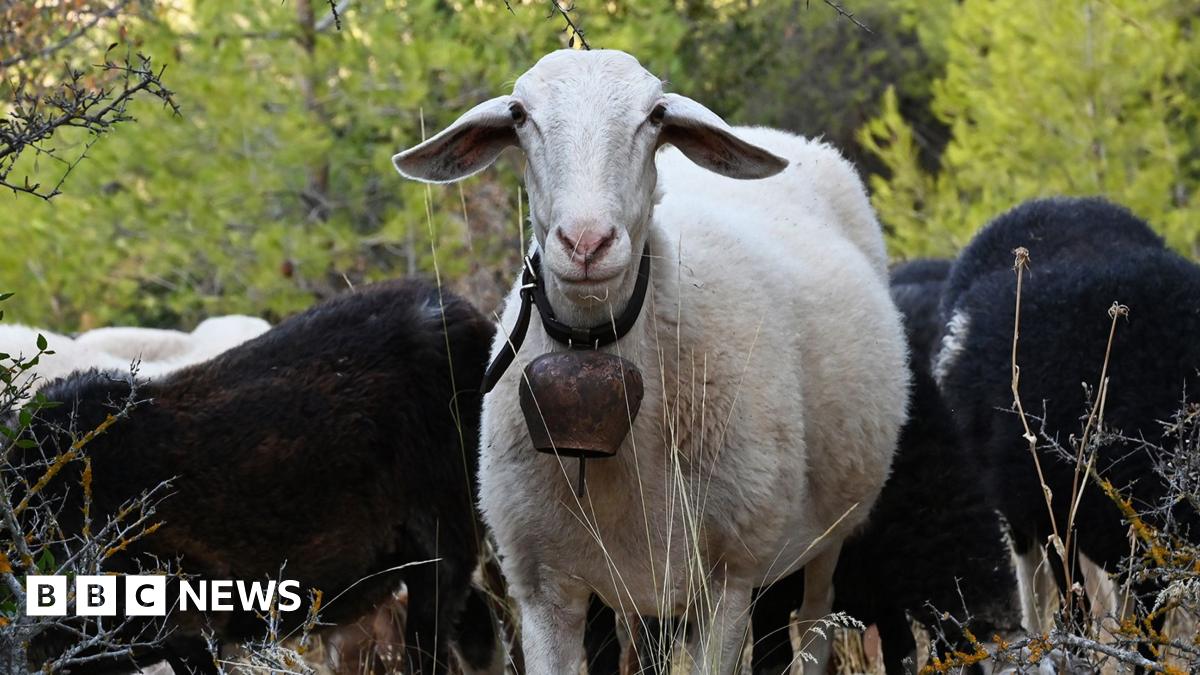 Greek sheep and goat cull raises fears of feta cheese shortage - BBC News