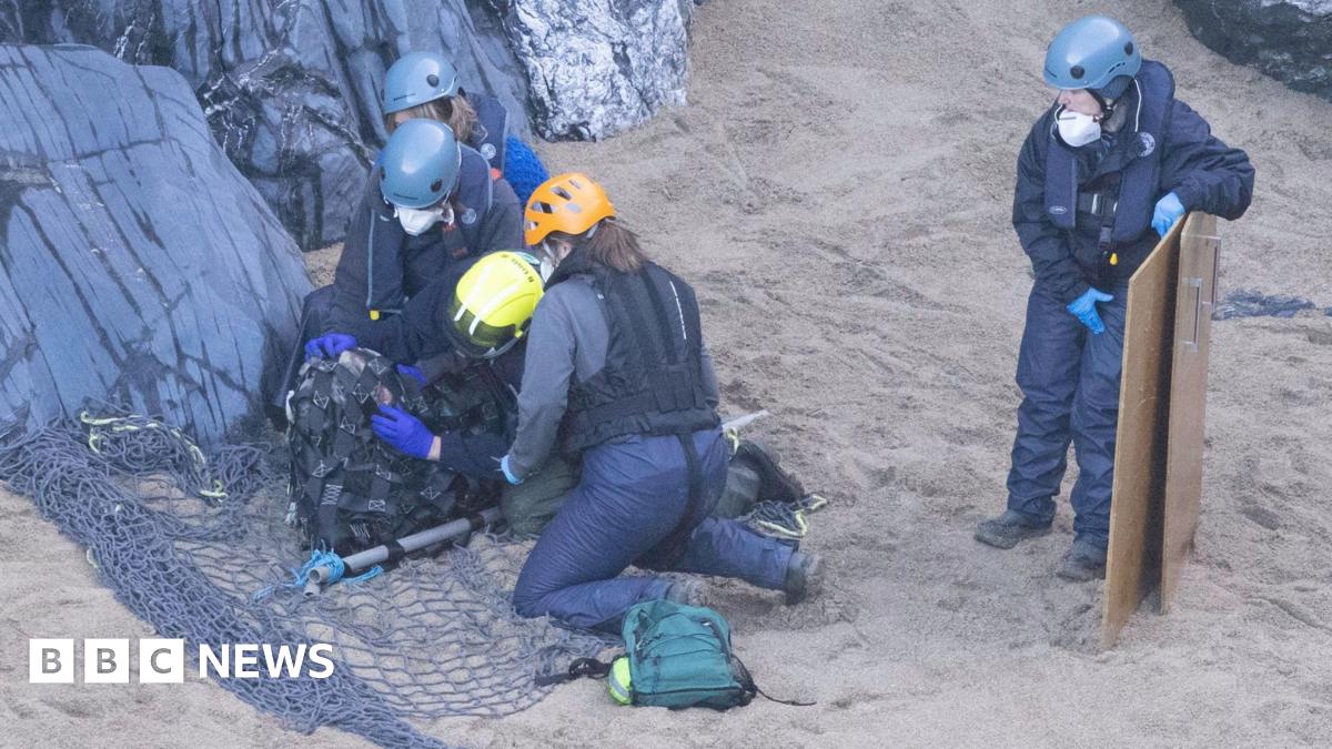 Seal with fishing net embedded around neck is freed - BBC News