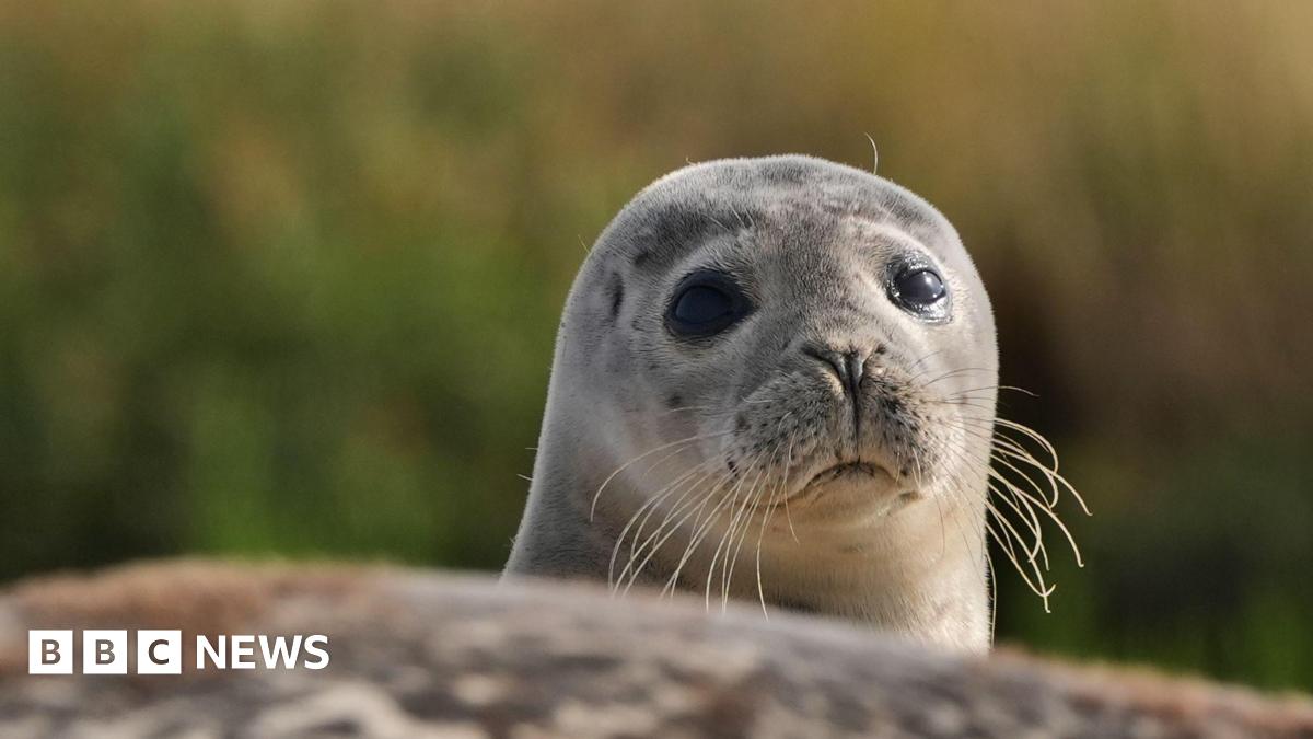 'Nasty' blood infection warning if bitten by seal - BBC News