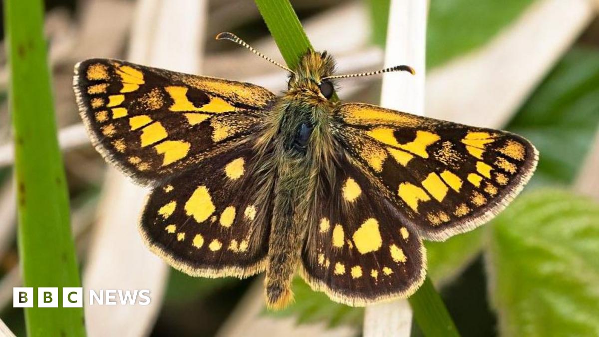 Northamptonshire sees "successful" chequered skipper butterfly scheme ...