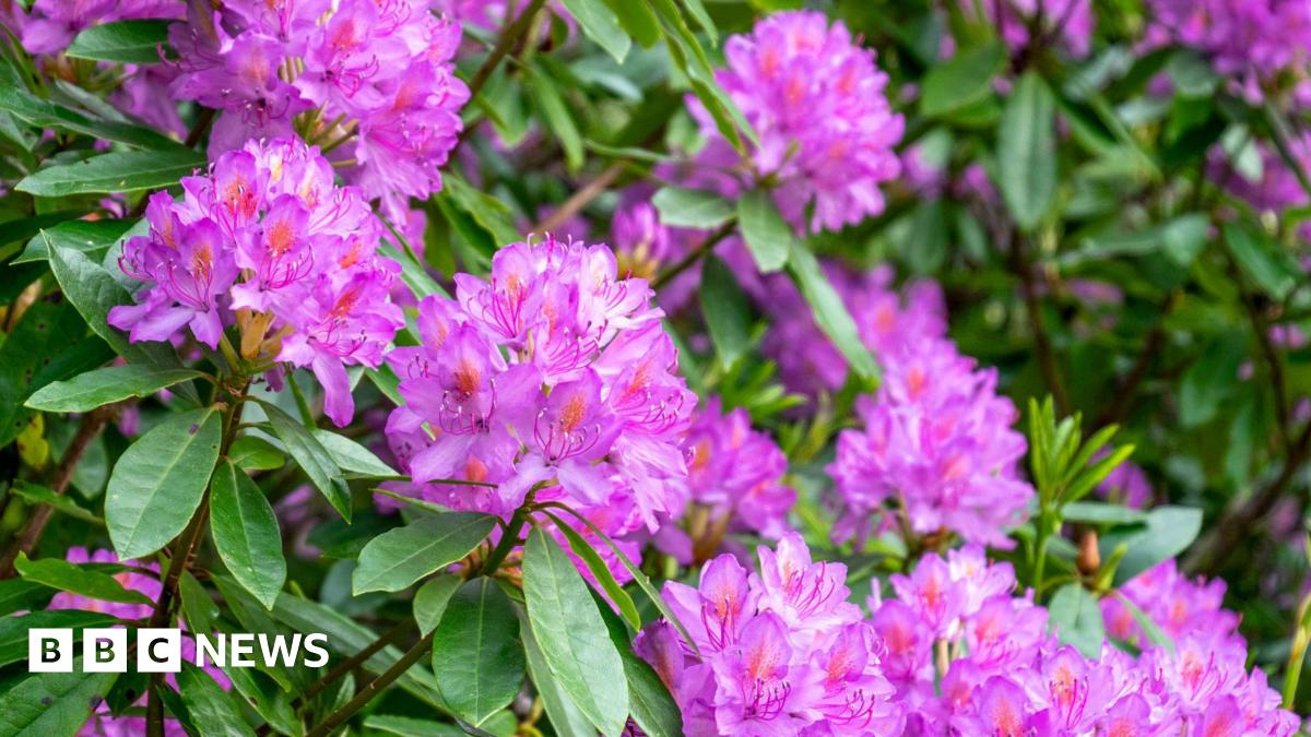 Invading rhododendrons 'choking' native plants - Woodland Trust - BBC News