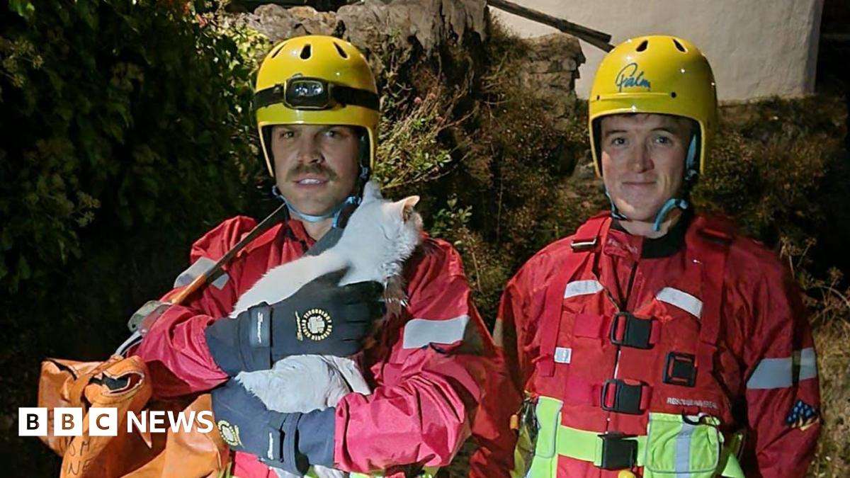 Firefighters rescue cat from river in Devon - BBC News