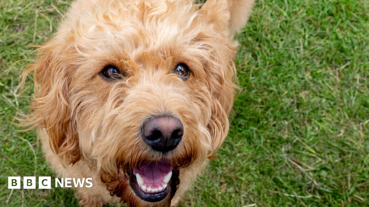 Dogs without leads could be banned from park in Leeds - BBC News