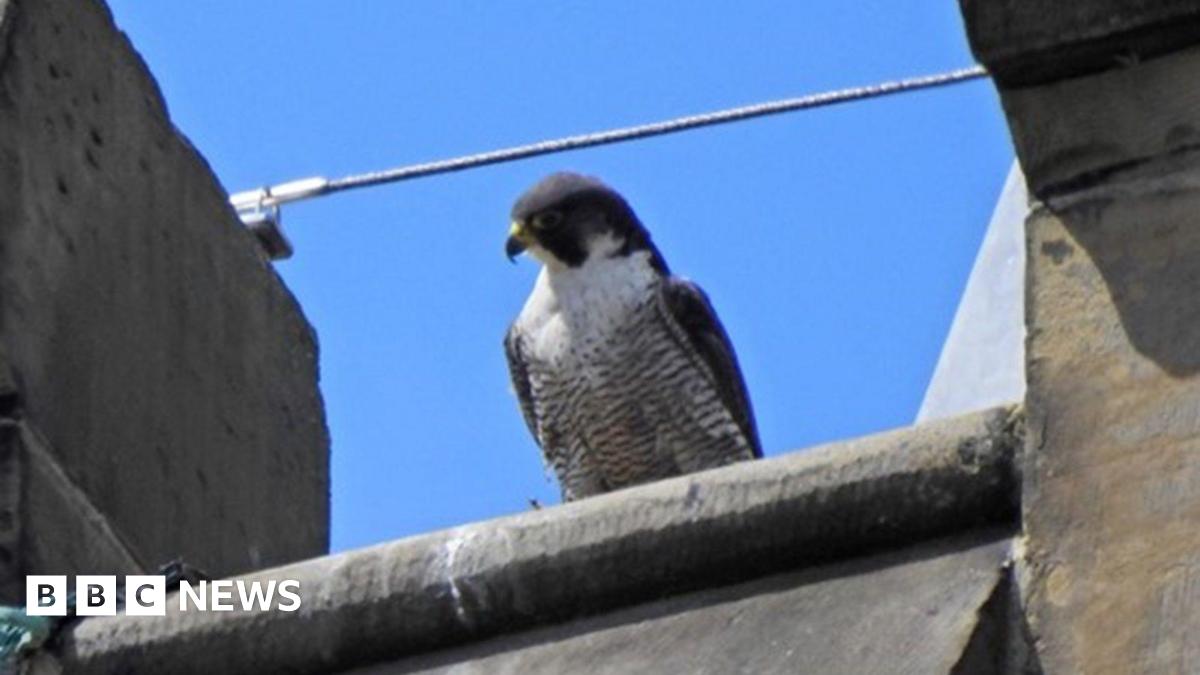 Peregrine falcon nesting box to be installed on Bradford City Hall ...