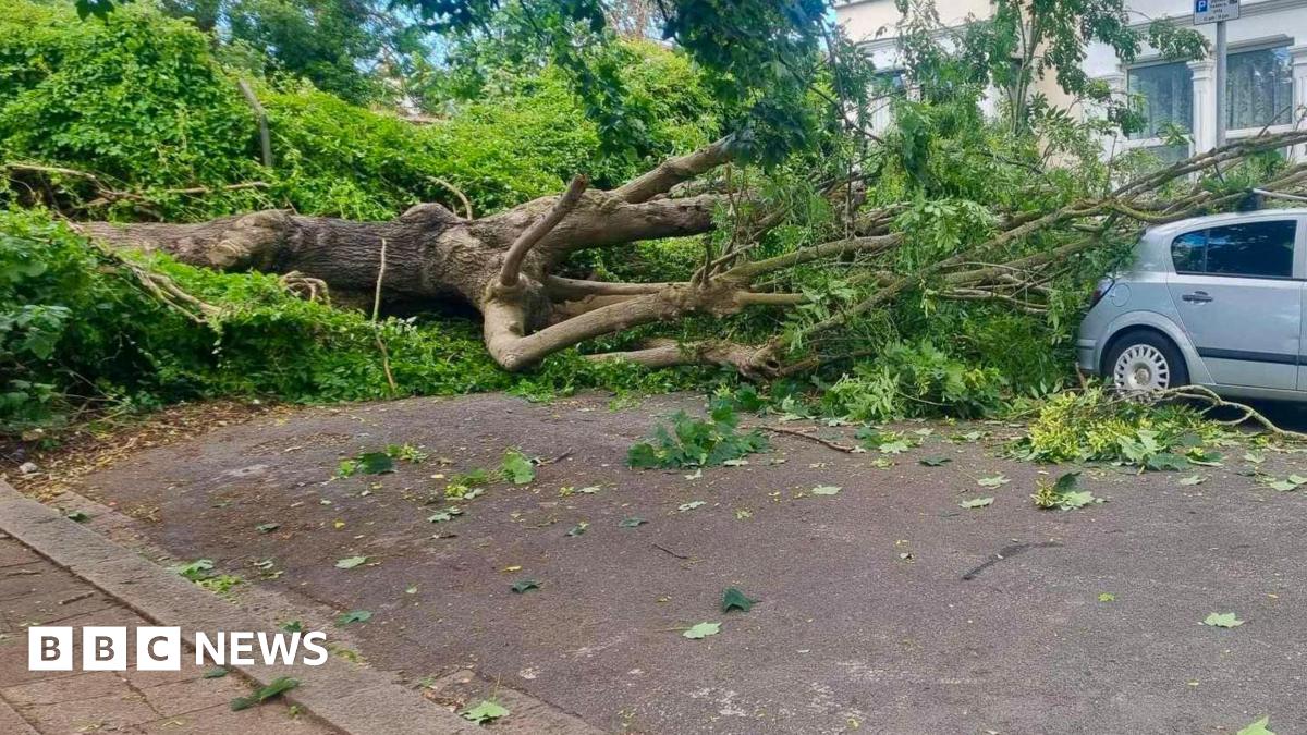 Fallen tree blocks Road and damages car in Westcliff - BBC News