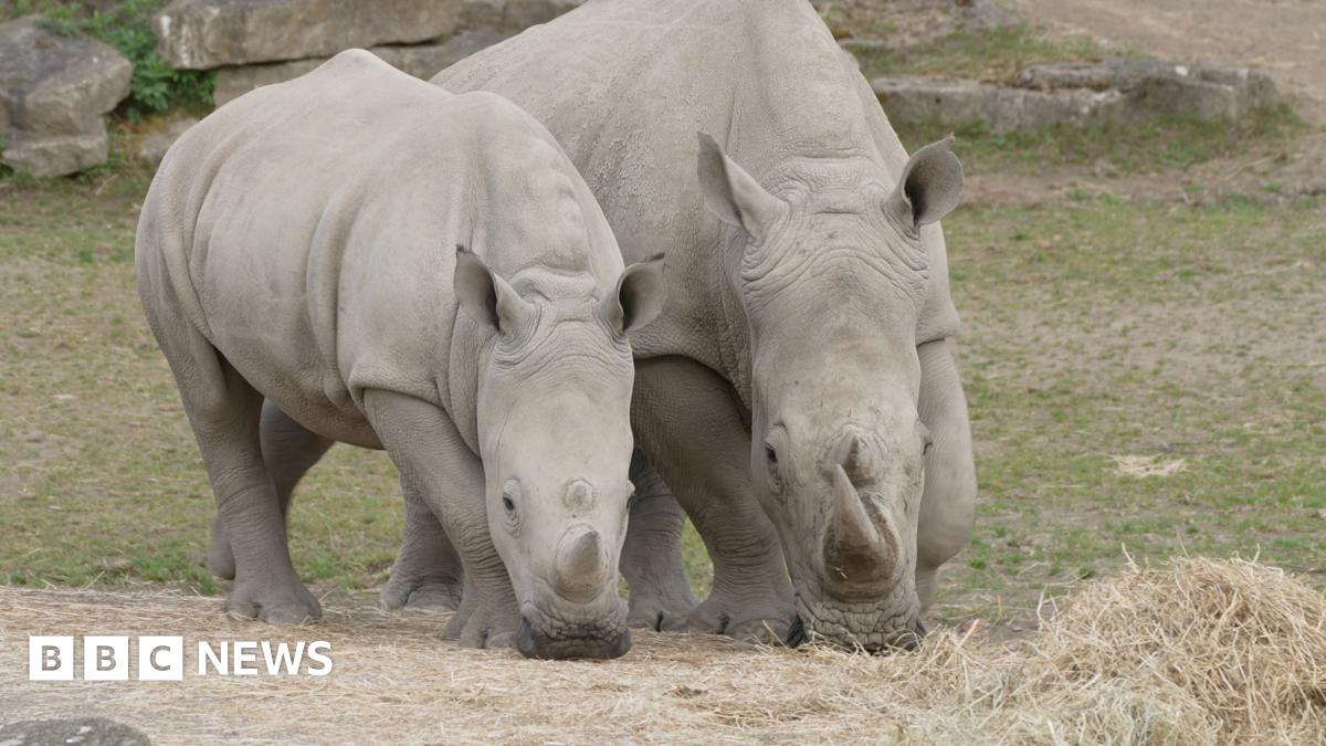 Souther White Rhino: IVF in zoos 'could help wild population' - BBC News