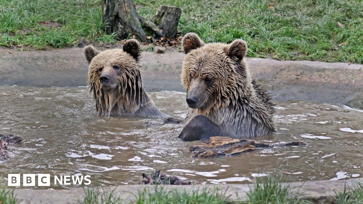 Rogue bears' honey supply replenished by community in Devon - BBC News