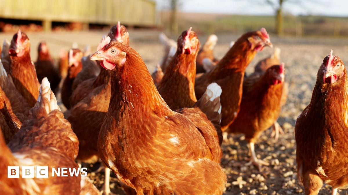 Berkshire farms braced for 'catastrophic' bird flu - BBC News