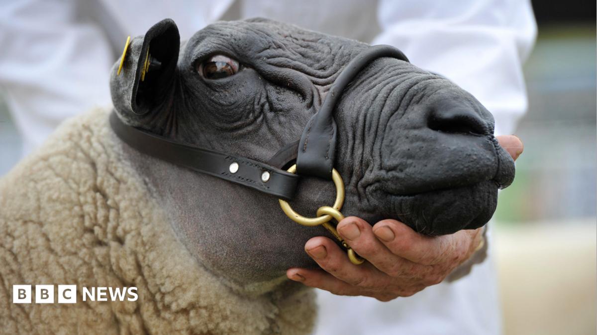 Flock of 23 rare breeding rams in Ashford stolen from a field - BBC News