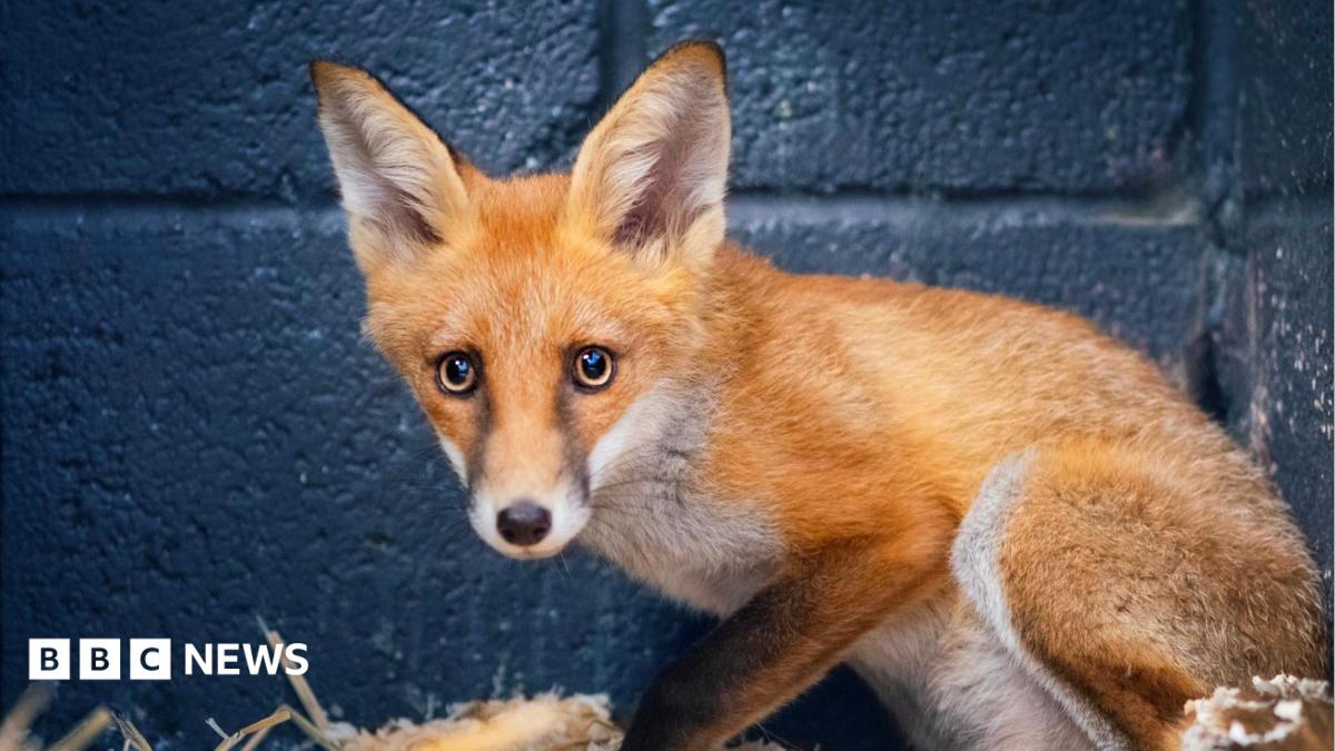 Fox cub found choking to death in Basildon school football net - BBC News