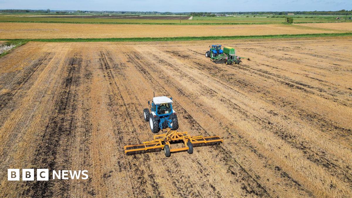 The Fens wetland farming project tests net zero and food security - BBC ...