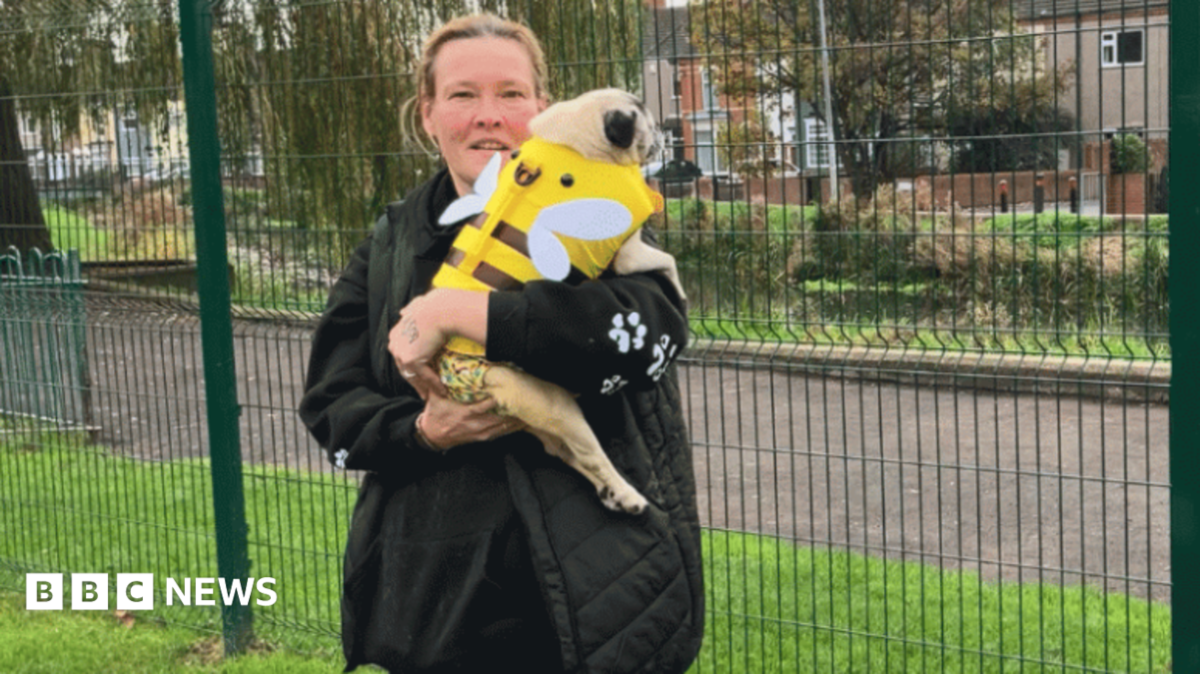 Disabled pugs take Grimsby river trip in canoe - BBC News