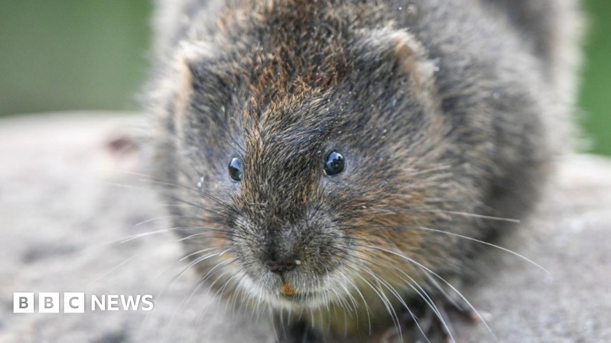 Water voles released into Devon river - BBC News