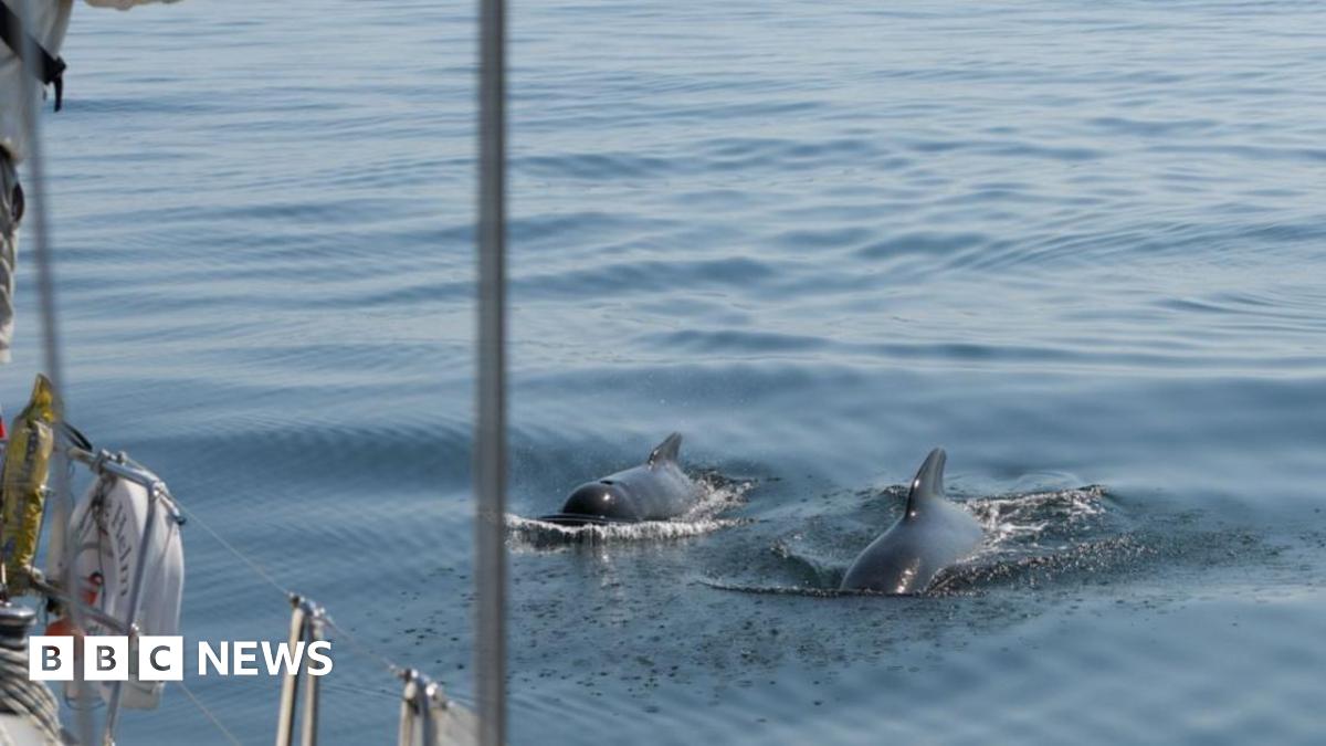 University students have 'magical encounter' with pilot whales - BBC News