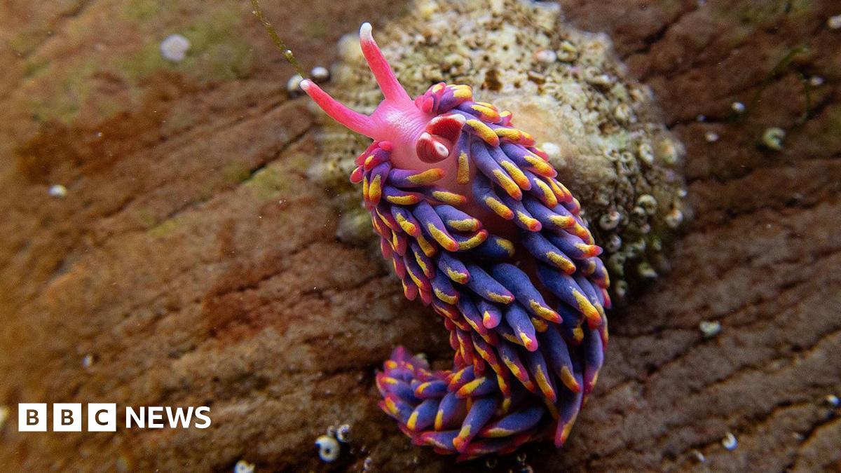 Devon enthusiast explains why she loves 'jazzed up' sea slugs - BBC News