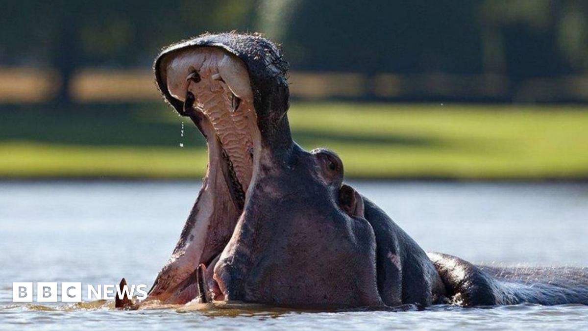 Longleat submits planning application to build new 'hippo homes' - BBC News