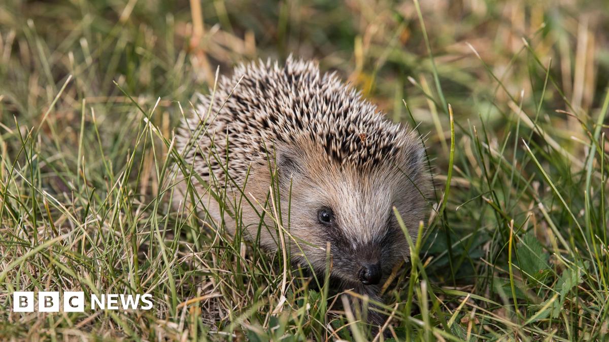 Plea for islanders to help hedgehogs in dry weather - BBC News
