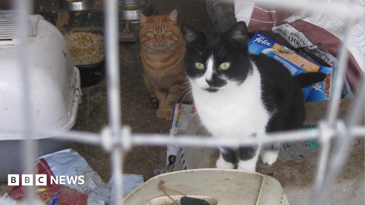 Boston sanctuary owner 'failed' animals in her care - BBC News