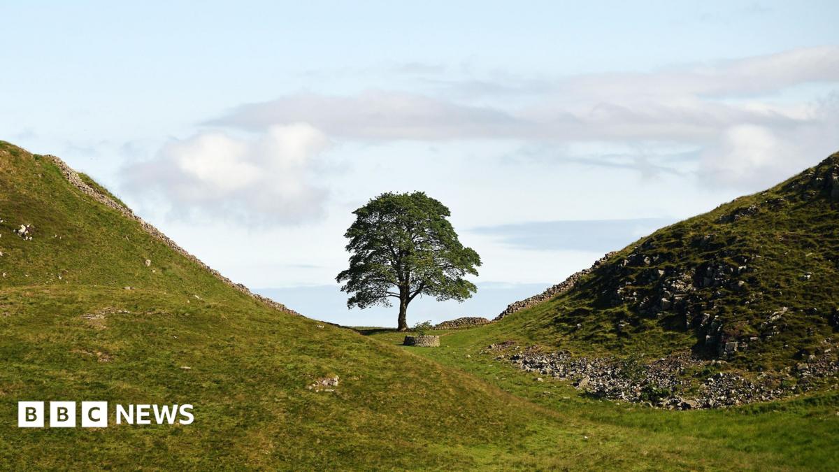 Sapling from illegally felled Sycamore Gap planted in Manchester - BBC News