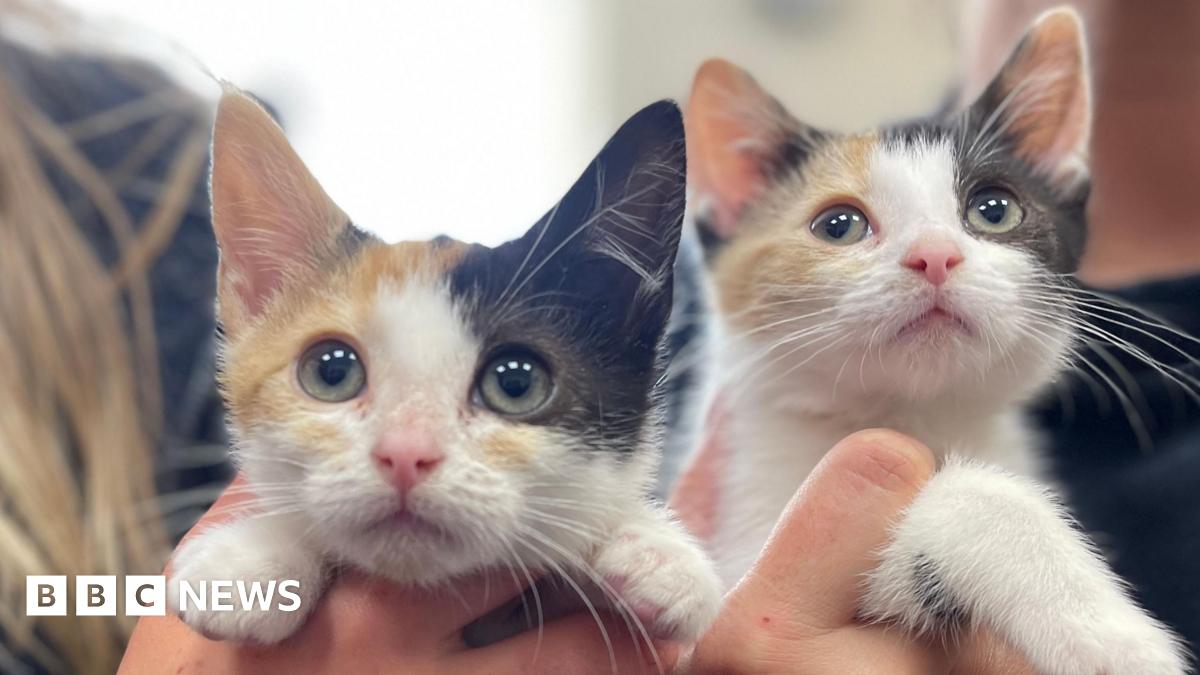 Number of pets being shot on the rise - RSPCA - BBC News