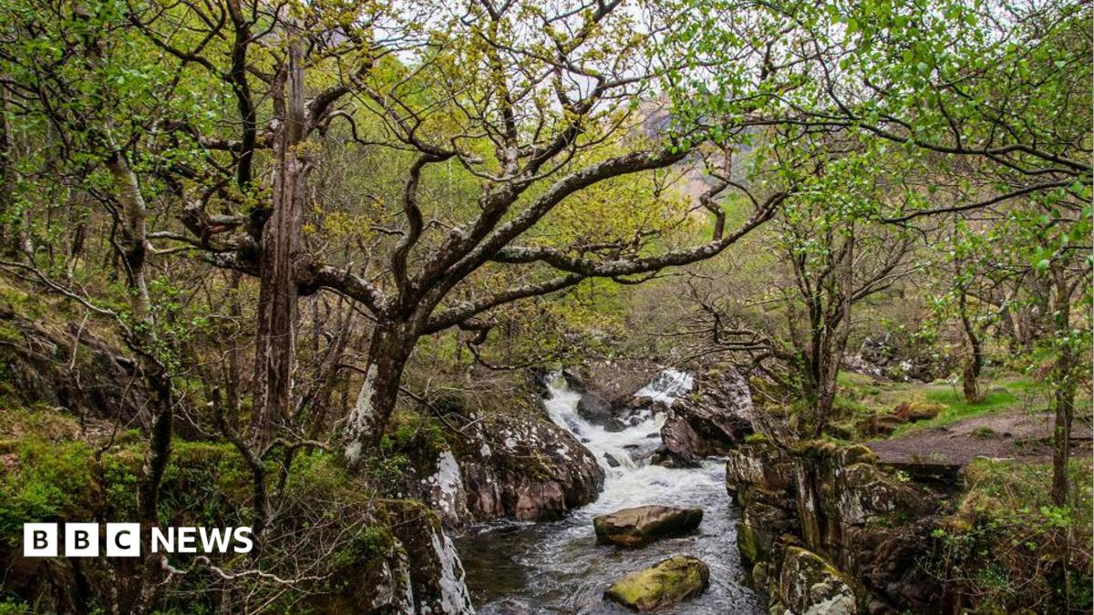 New post created to help save Scotland's rainforest - BBC News