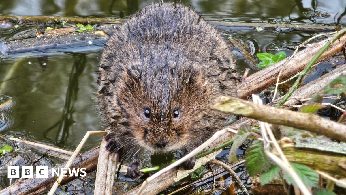 Call for volunteers to spot endangered water voles - BBC News
