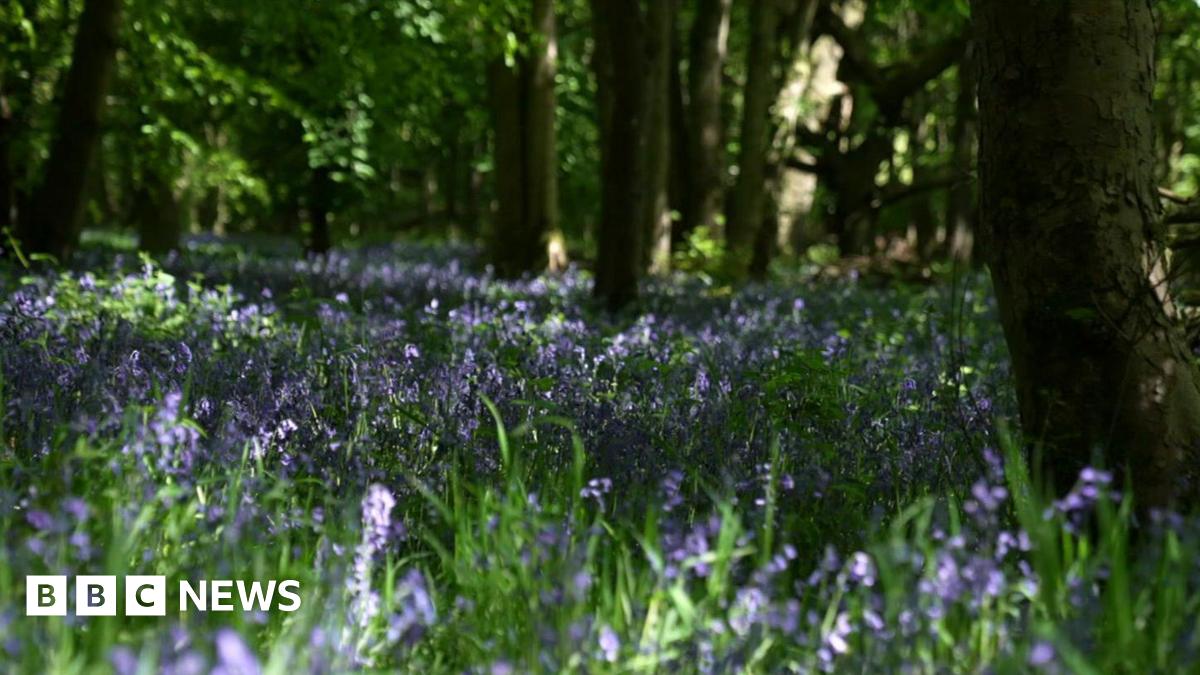 Secret bluebell woodland in Upper Denby opens for one day only - BBC News