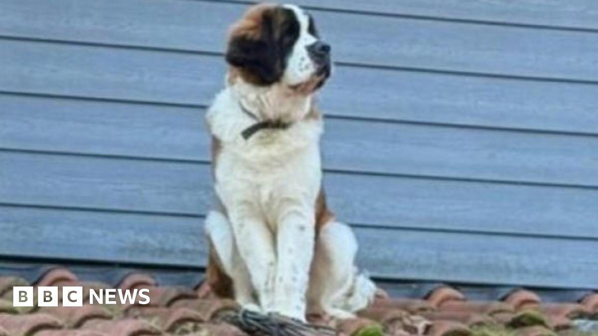 Essex firefighters rescue St Bernard dog from roof in Pitsea - BBC News