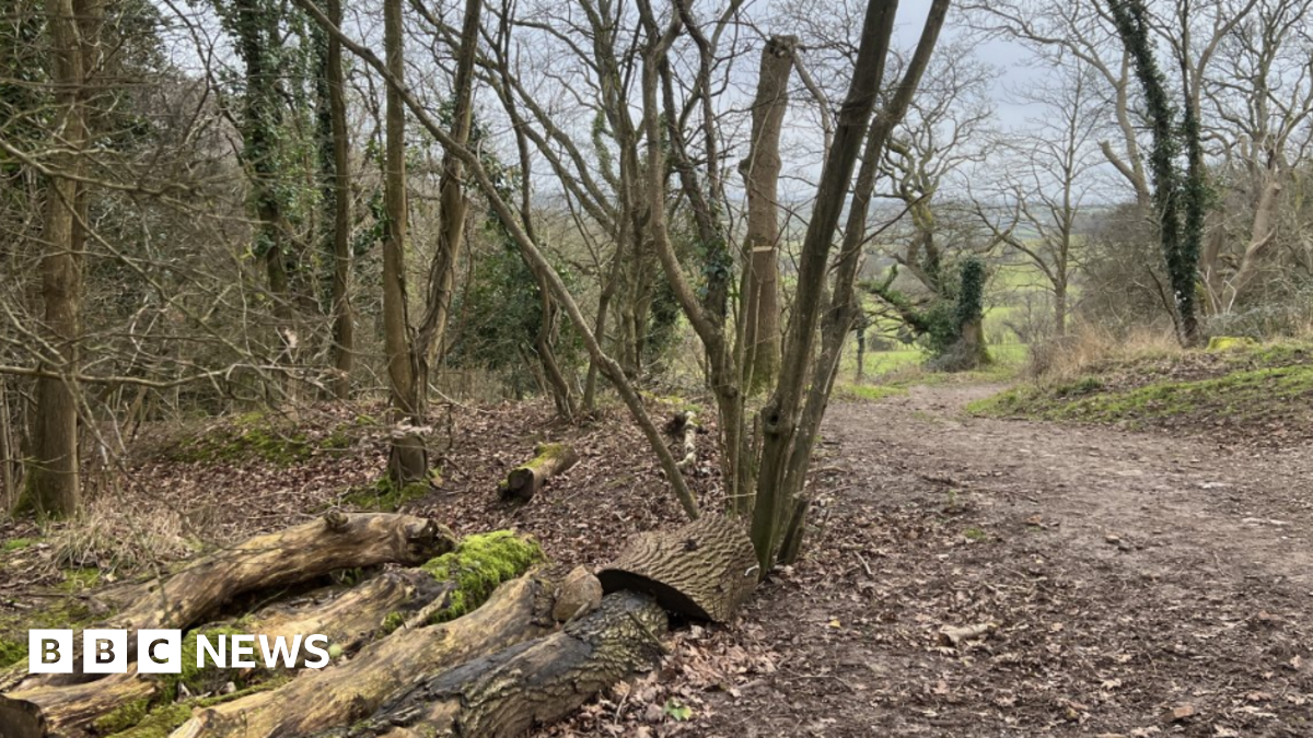Ash dieback spread 'past its peak' in the South West - BBC News