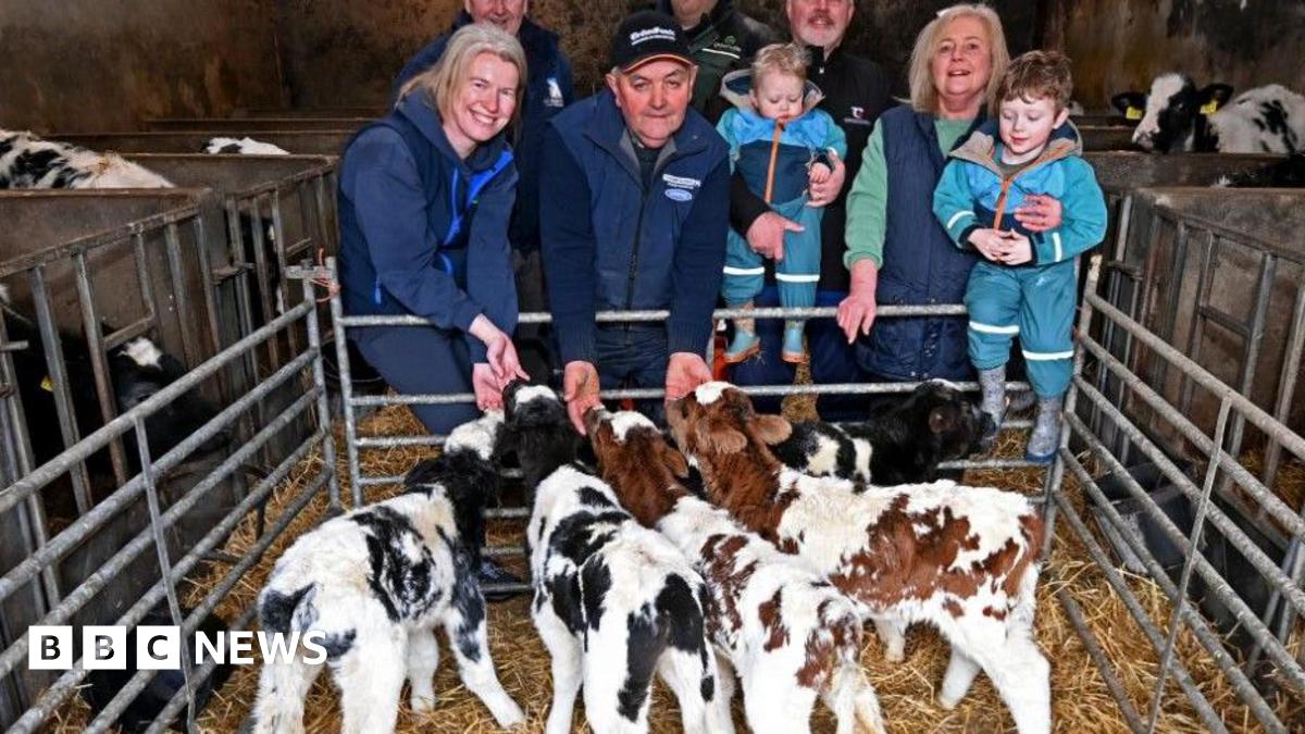'Exceptionally rare' - farmer shocked after five calves born from one ...