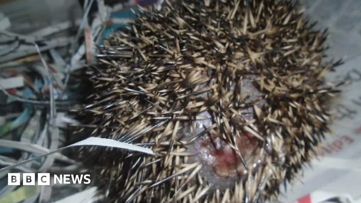 Jersey residents urged to check bonfires for hedgehogs - BBC News