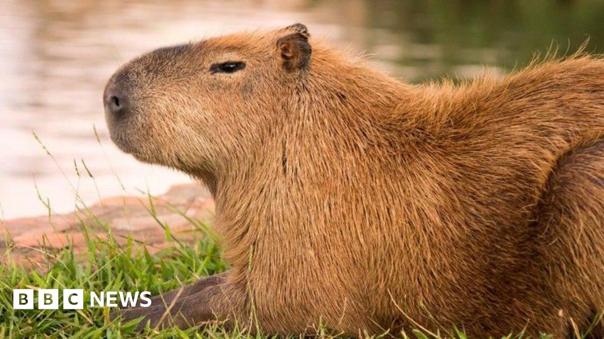 Search on for capybara that escaped from Telford's Hoo Zoo - BBC News