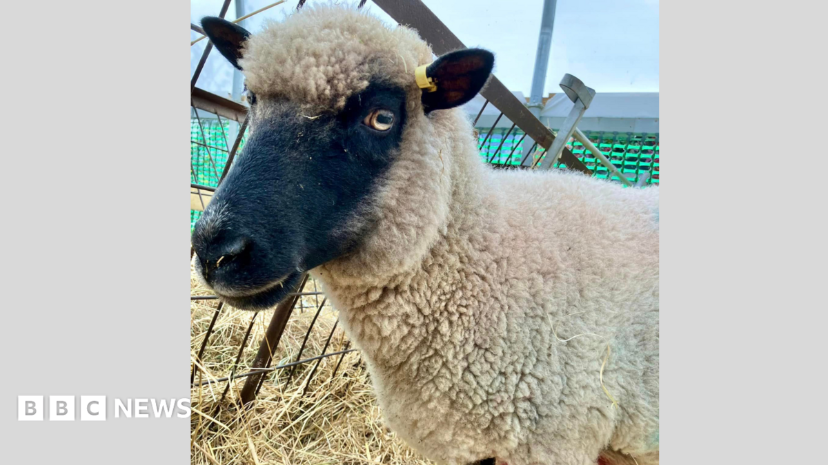 Suffolk: Staff at farm near Ipswich 'devastated' after sheep shot - BBC ...