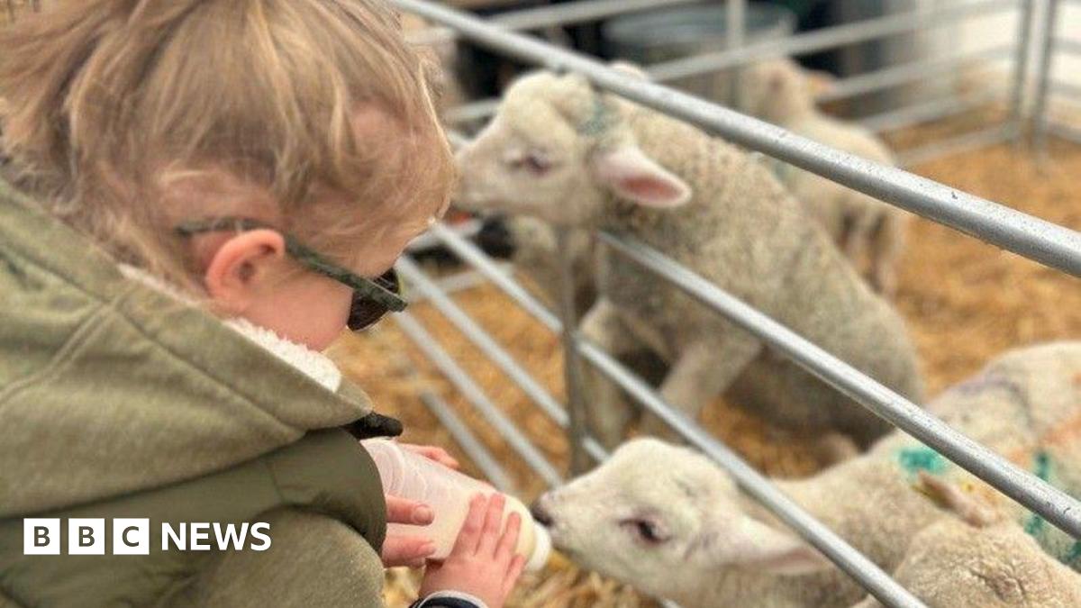 Irchester lamb-feeding event expanded ahead of its spring return - BBC News