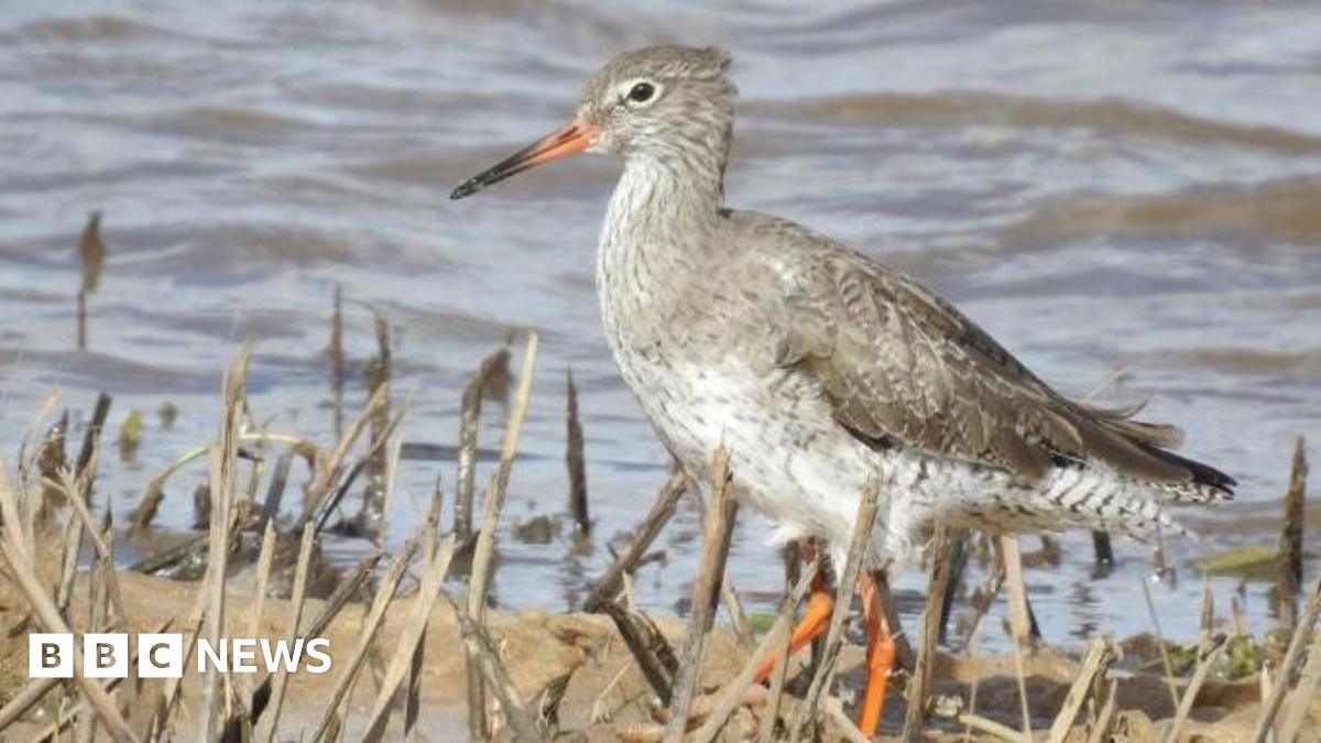 RSPB survey discovers hotspot for threatened redshank species - BBC News