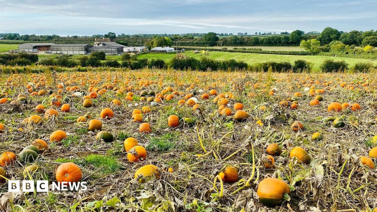 Great Dalby family farm's 'huge relief' to see pumpkins - BBC News