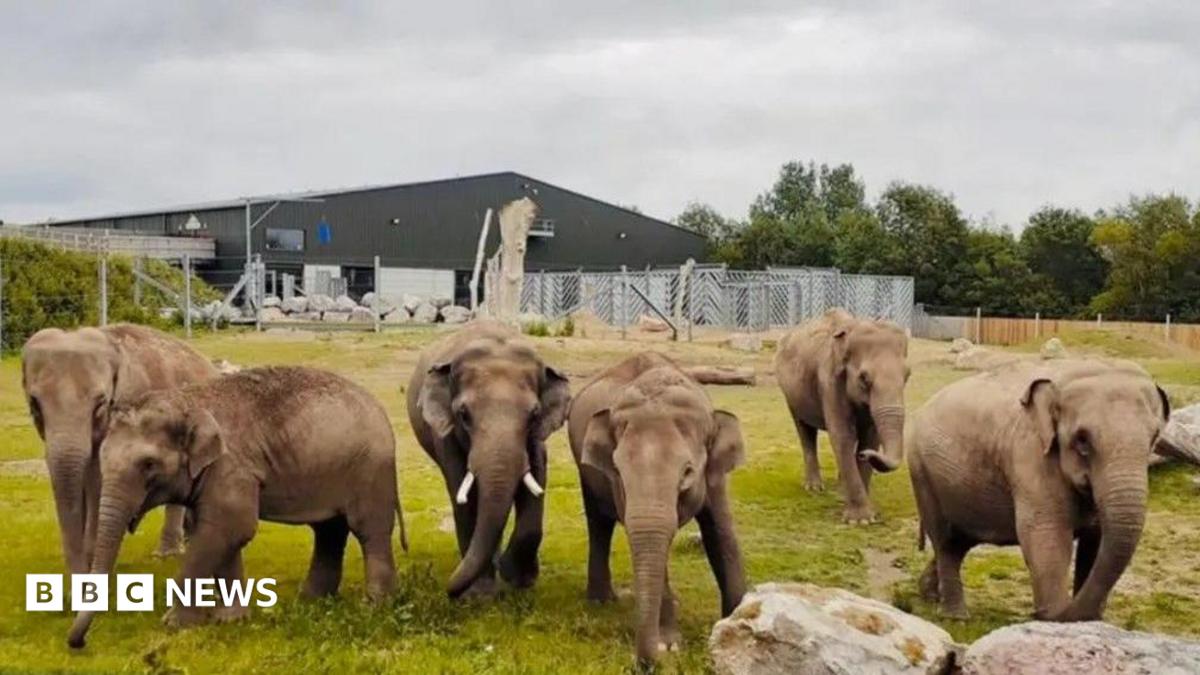 Blackpool Zoo announces death of two baby Asian elephants - BBC News