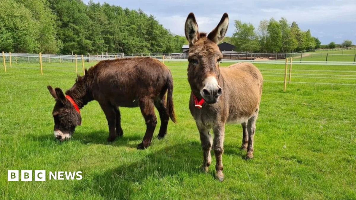 Leeds Eccup donkey sanctuary closure sees 23 animals rehomed - BBC News