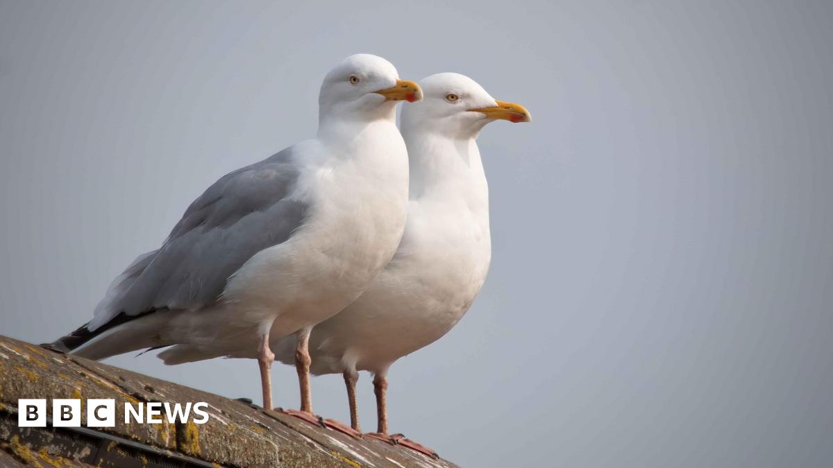 Seagull steals hospital visitor's handbag at Bournemouth Hospital - BBC ...
