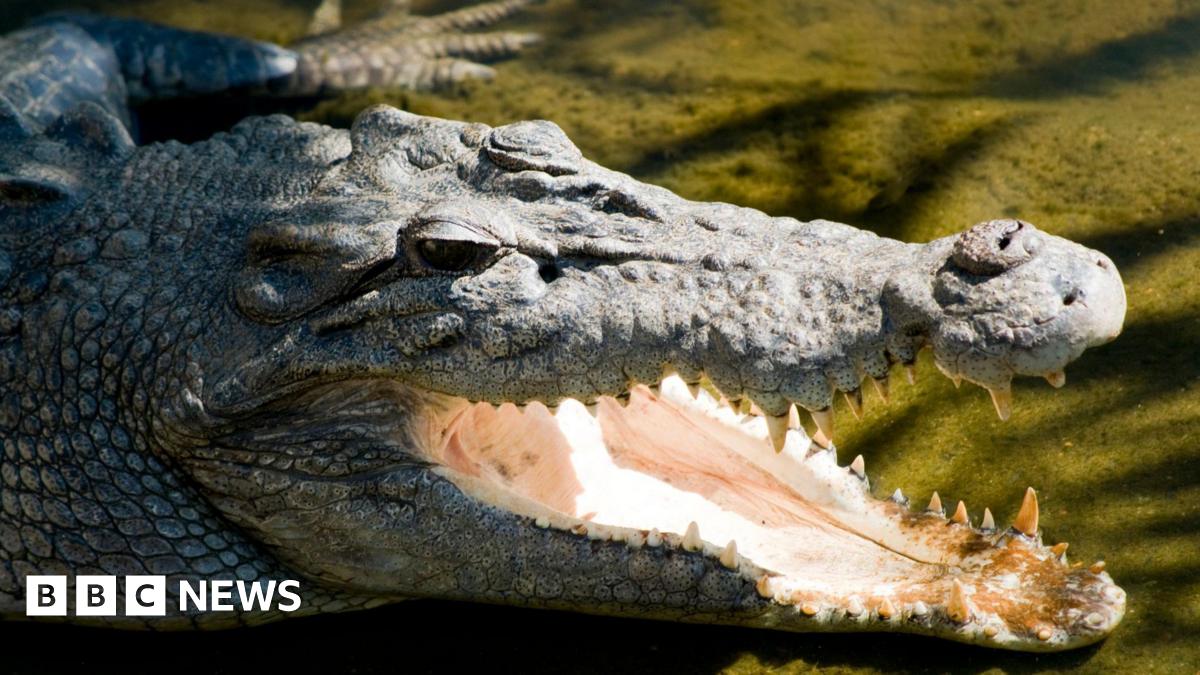 Body found in search for child missing in croc attack - BBC News