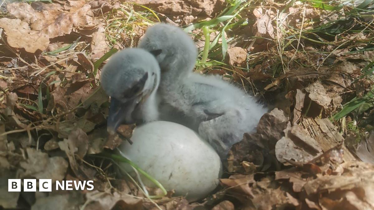 Knepp: Baby storks born at UK's first 'European Stork Village' - BBC News